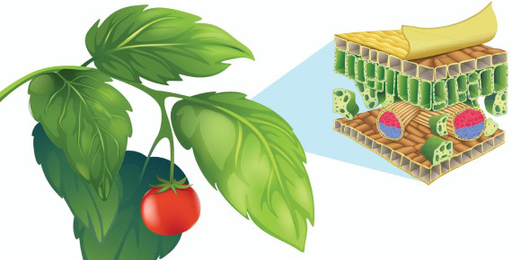 Leaf Structure Quiz Questions With Answers Quiz And Trivia